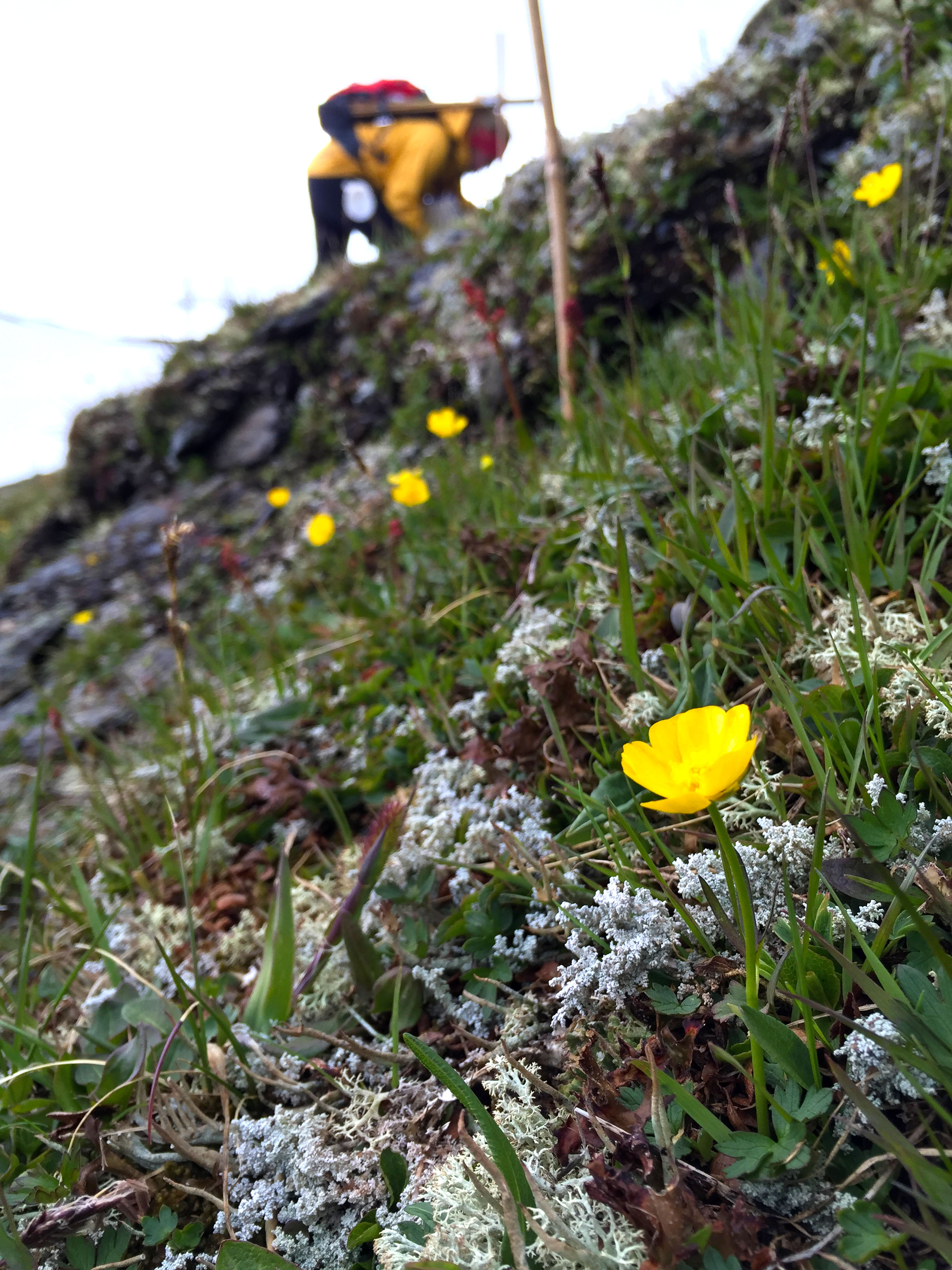 Phenology, pollinators and pollination – awesome